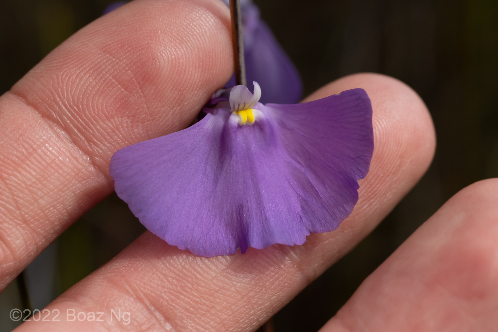 Utricularia volubilis Species Profile - Fierce Flora