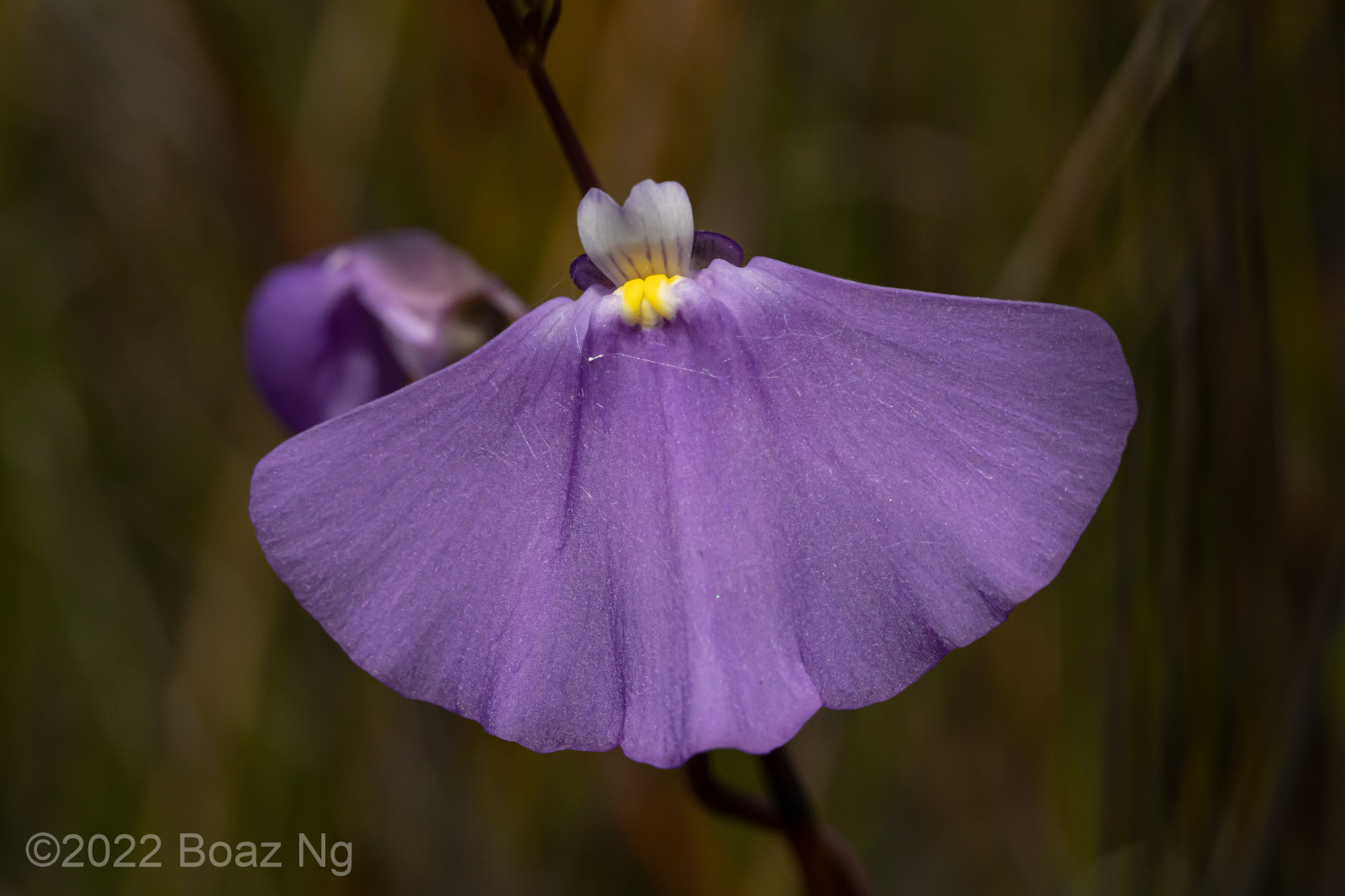 Utricularia volubilis Species Profile - Fierce Flora