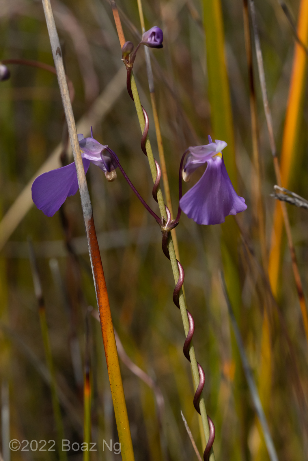 Utricularia volubilis Species Profile - Fierce Flora