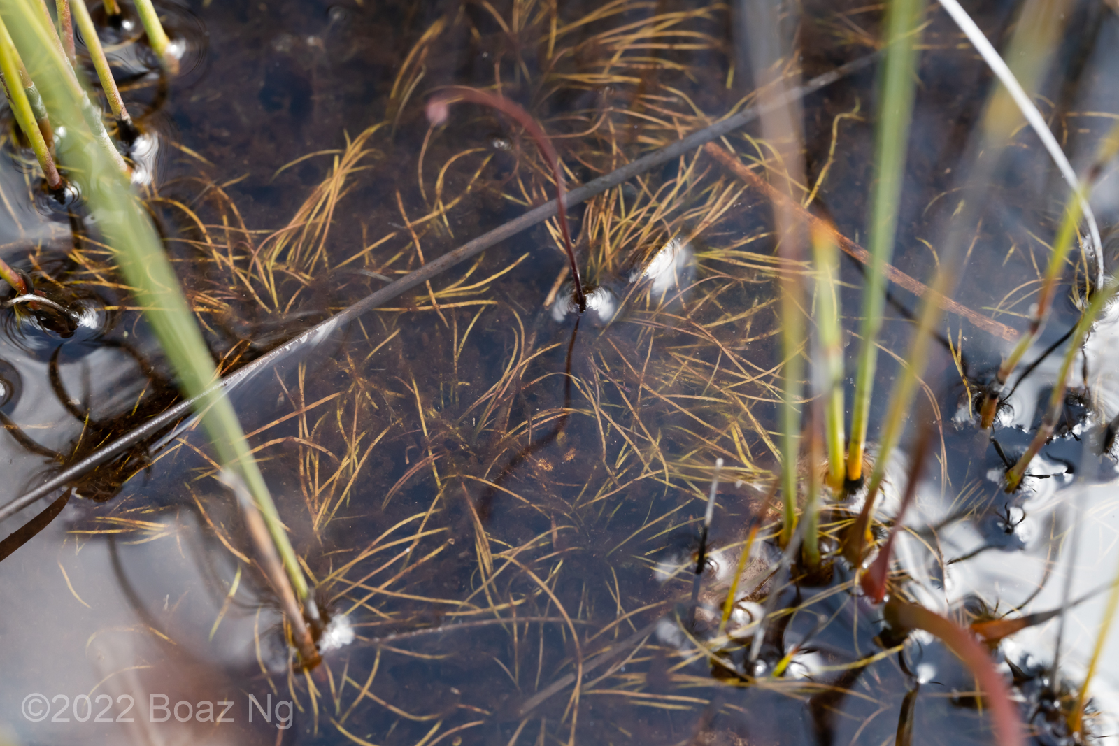 Utricularia volubilis Species Profile - Fierce Flora