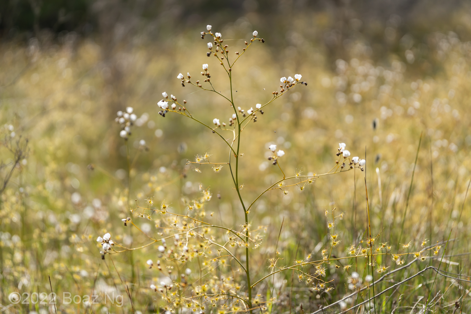 Colour variation in Drosera gigantea - Fierce Flora