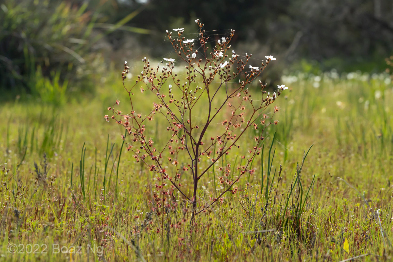 Colour variation in Drosera gigantea - Fierce Flora