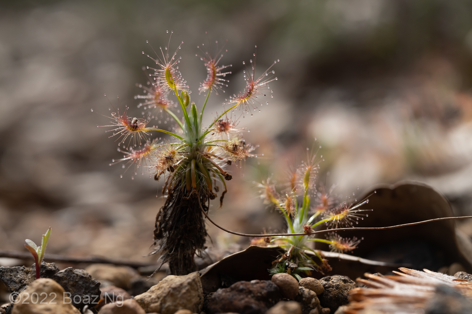 Drosera silvicola Species Profile - Fierce Flora
