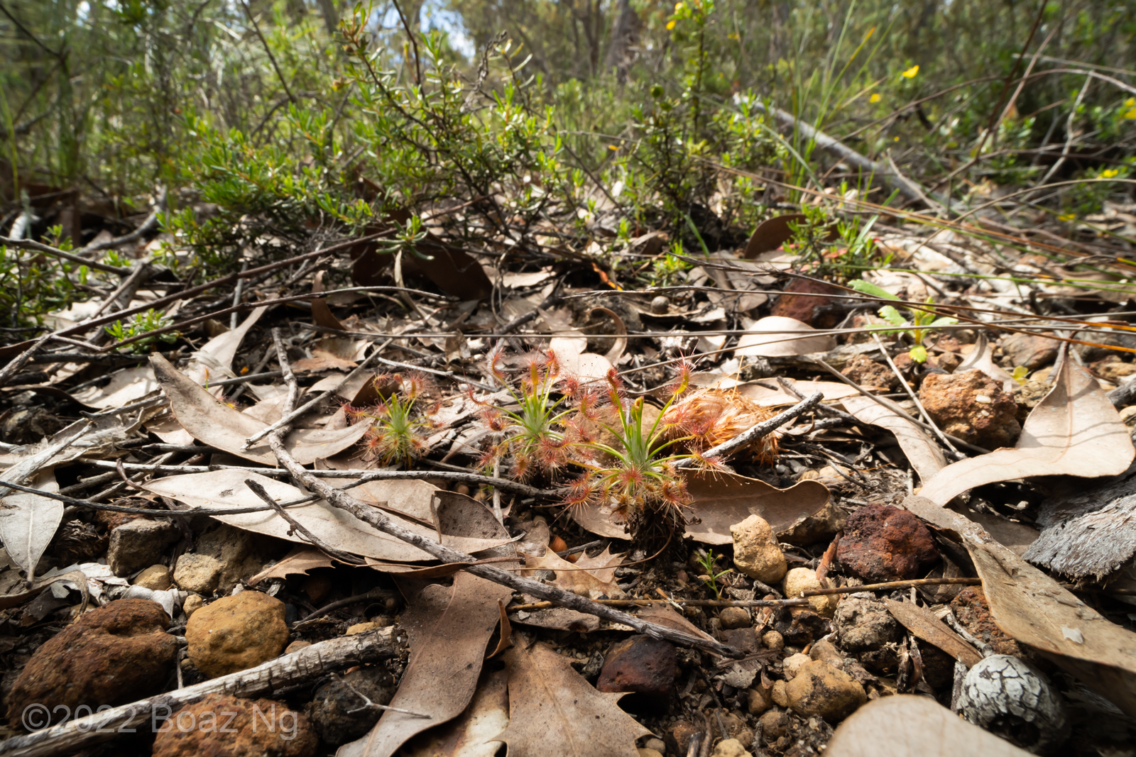 Drosera silvicola Species Profile - Fierce Flora