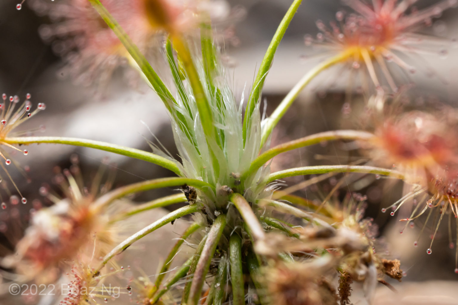 Drosera silvicola Species Profile - Fierce Flora