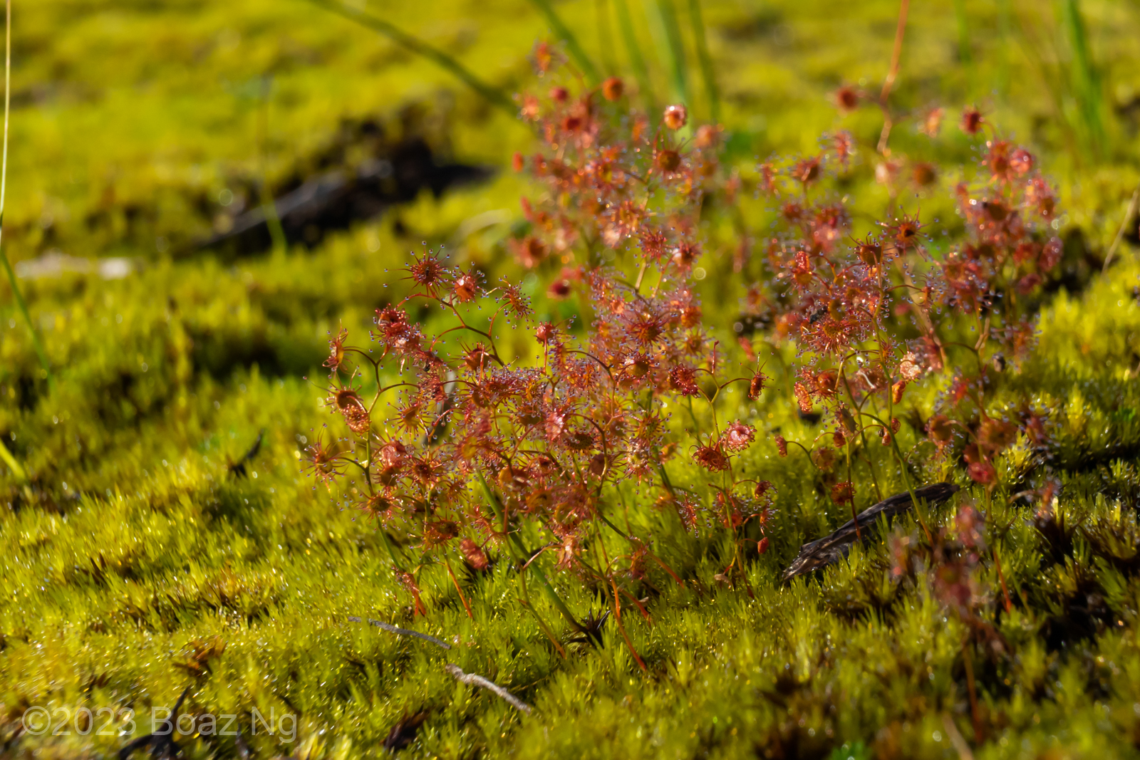 Drosera reflexa Species Profile - Fierce Flora