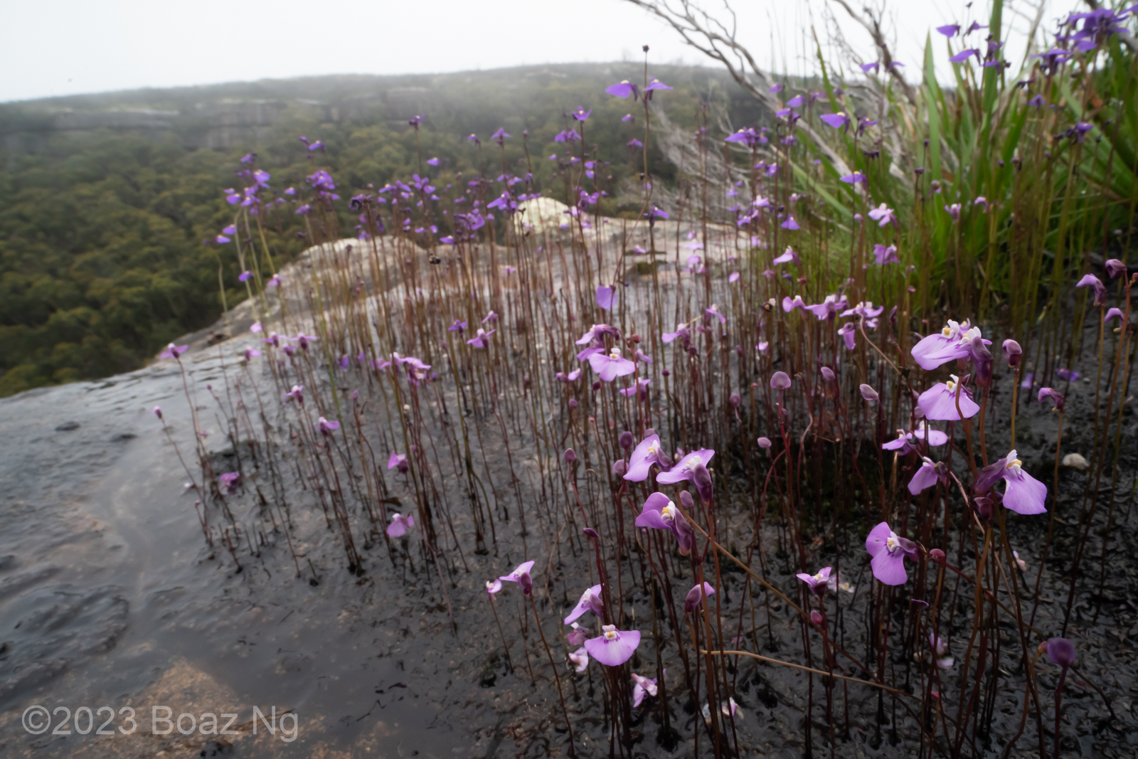 Utricularia at Kanangra-Boyd National Park - Fierce Flora