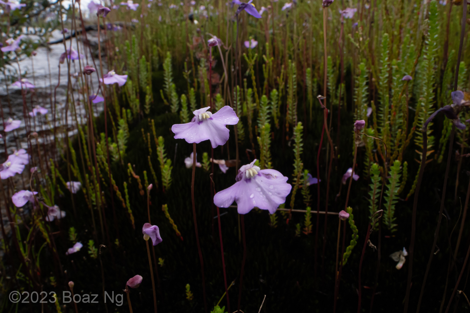 Utricularia at Kanangra-Boyd National Park - Fierce Flora