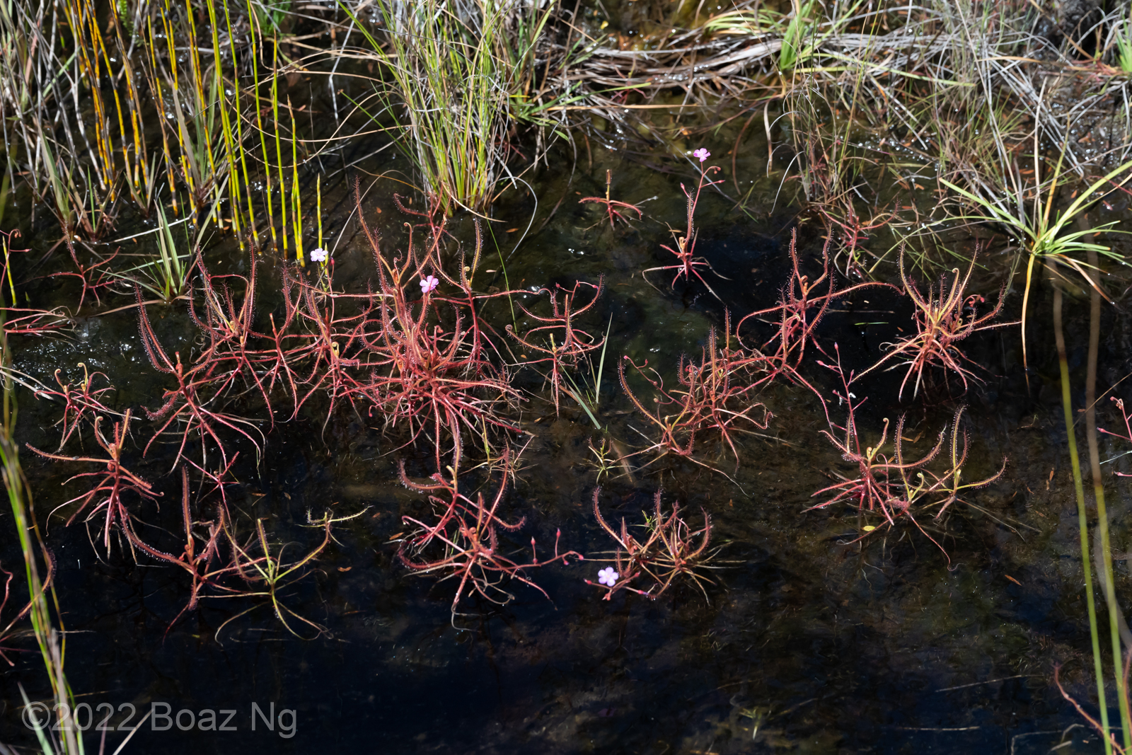 Carnivorous plants of the Cape York Floodplains - Fierce Flora