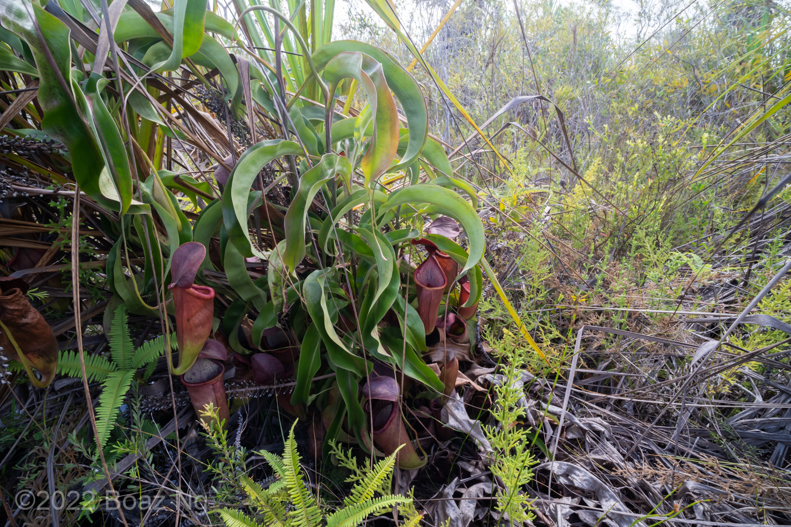 Carnivorous plants of the Cape York Floodplains - Fierce Flora