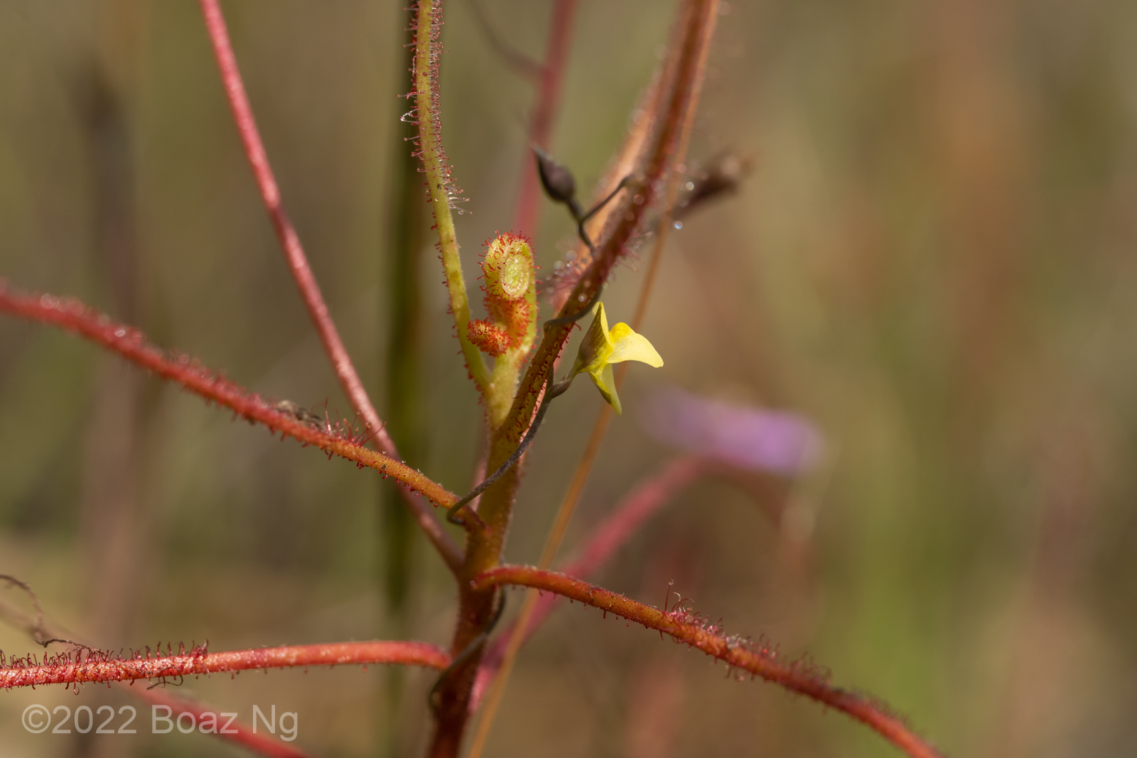 Carnivorous plants of the Cape York Floodplains - Fierce Flora