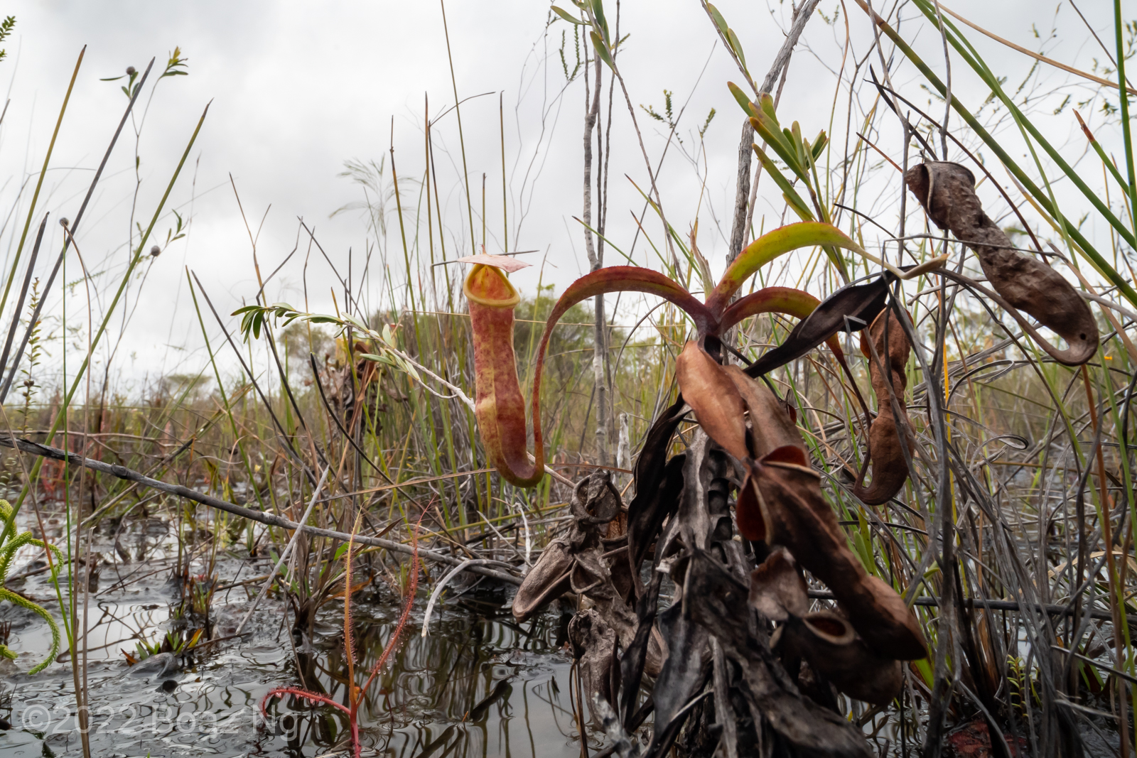 Carnivorous plants of the Cape York Floodplains - Fierce Flora