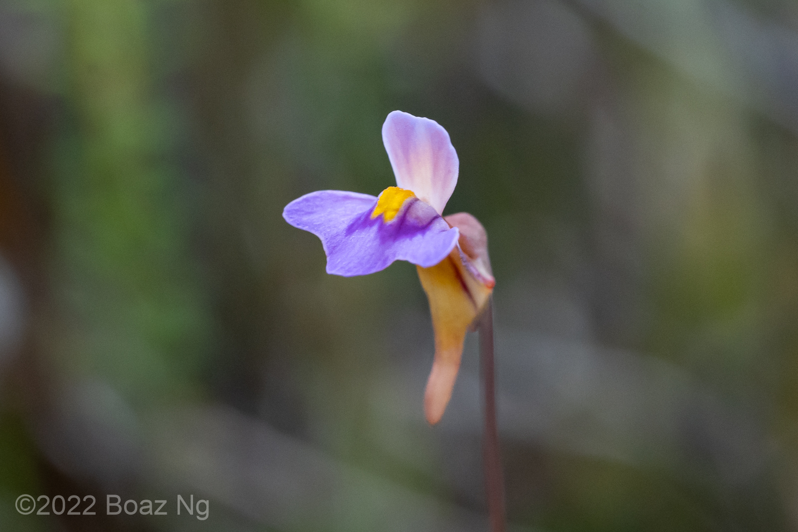Carnivorous plants of the Cape York Floodplains - Fierce Flora