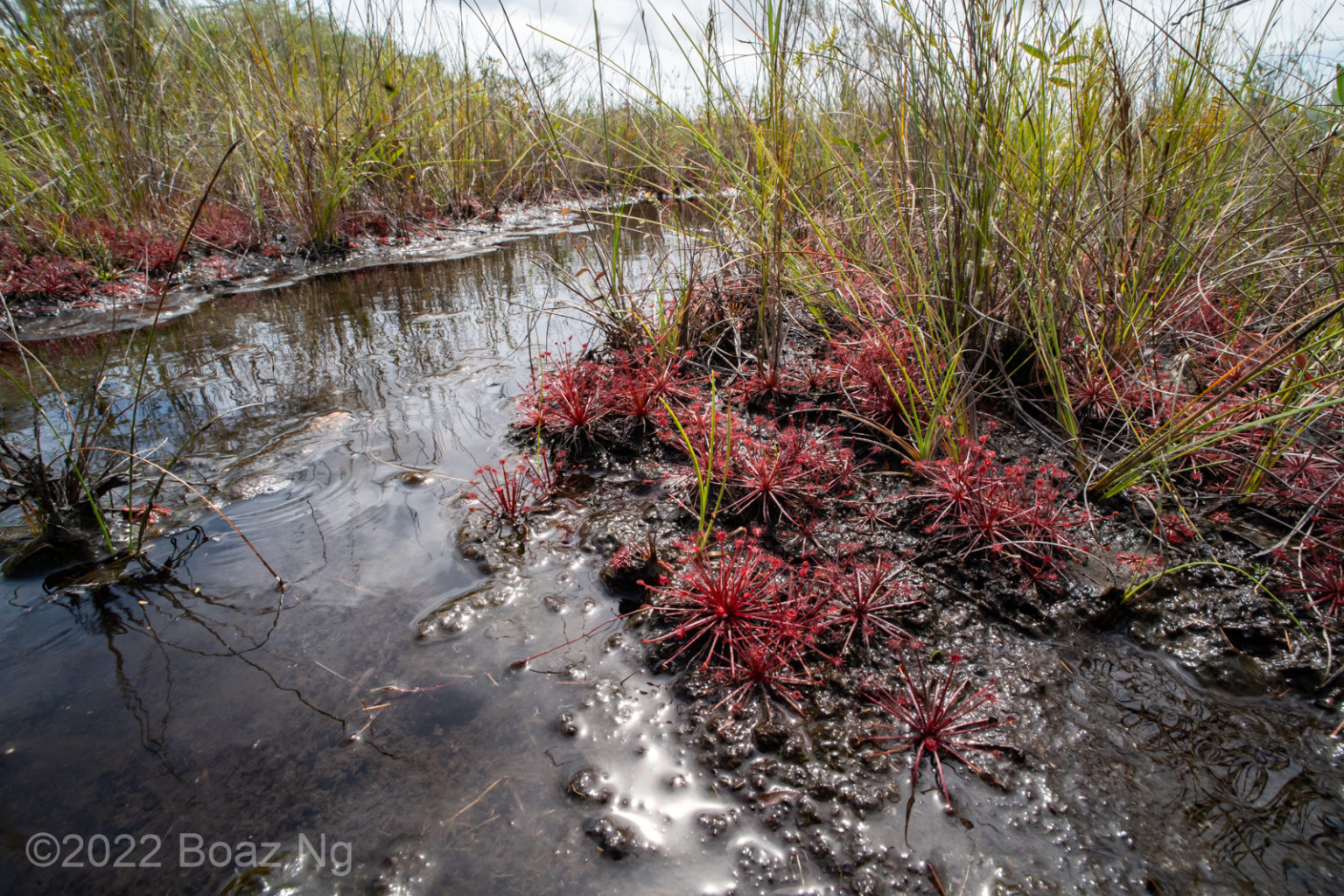 Carnivorous plants of the Cape York Floodplains - Fierce Flora