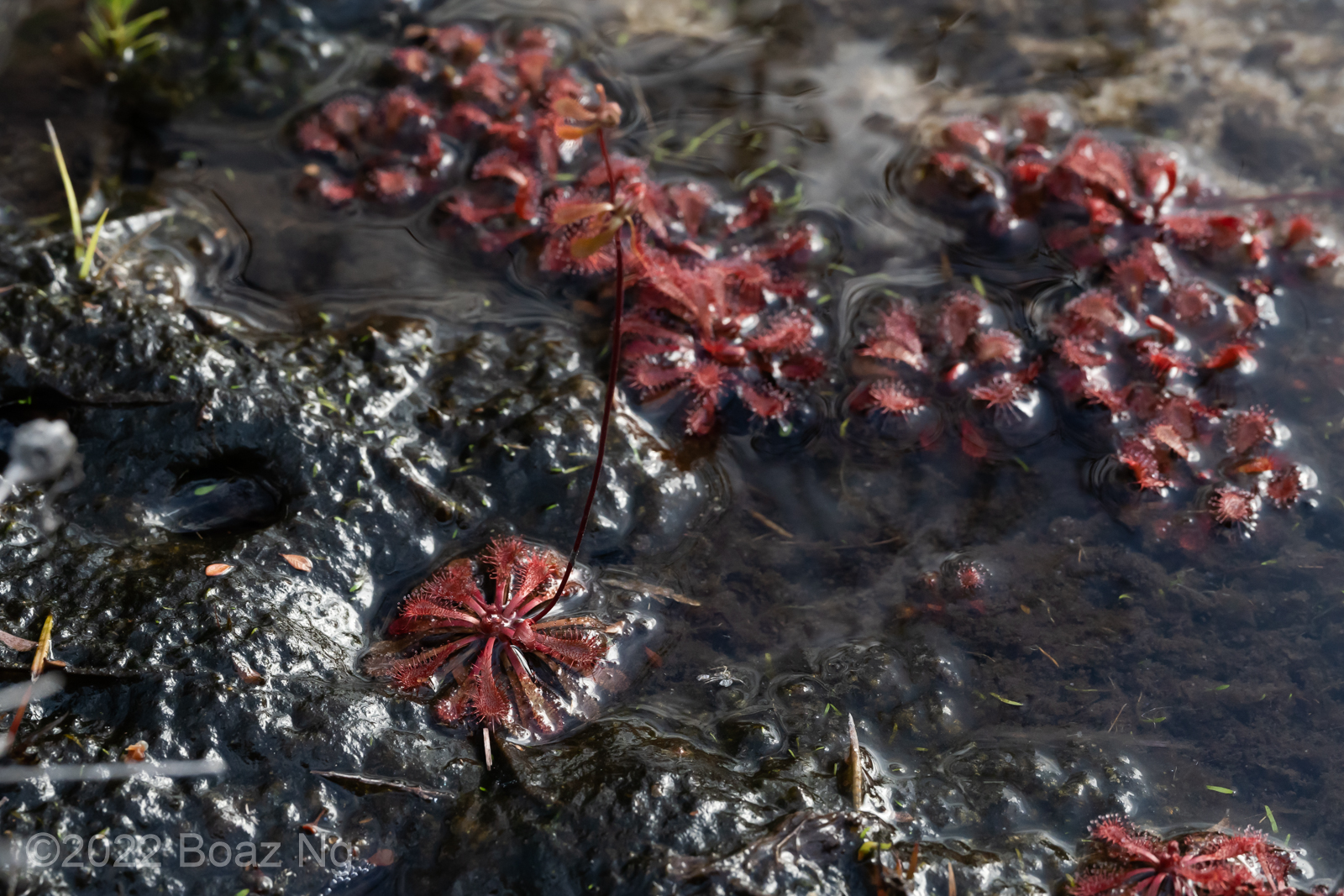Carnivorous plants of the Cape York Floodplains - Fierce Flora