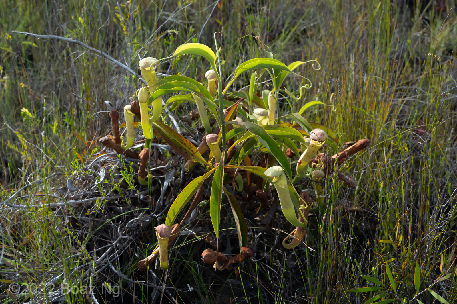 Carnivorous plants of the Cape York Floodplains - Fierce Flora