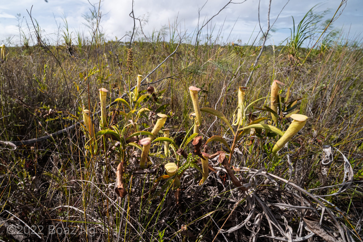 Carnivorous plants of the Cape York Floodplains - Fierce Flora