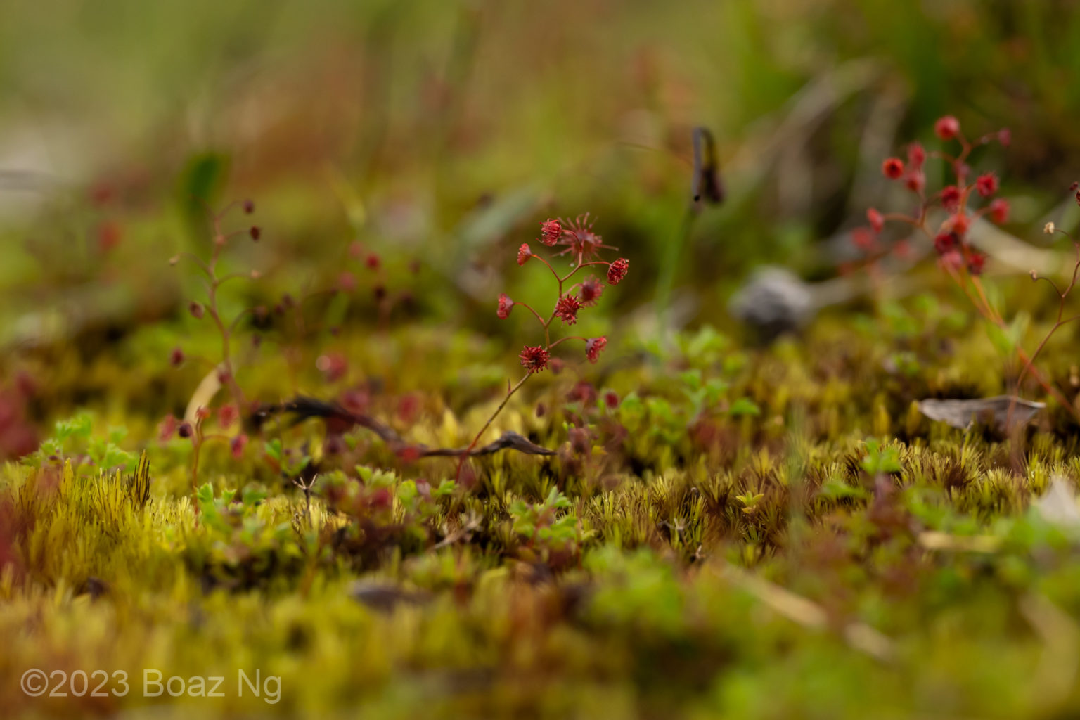 Drosera gracilis - alpine form Species Profile - Fierce Flora