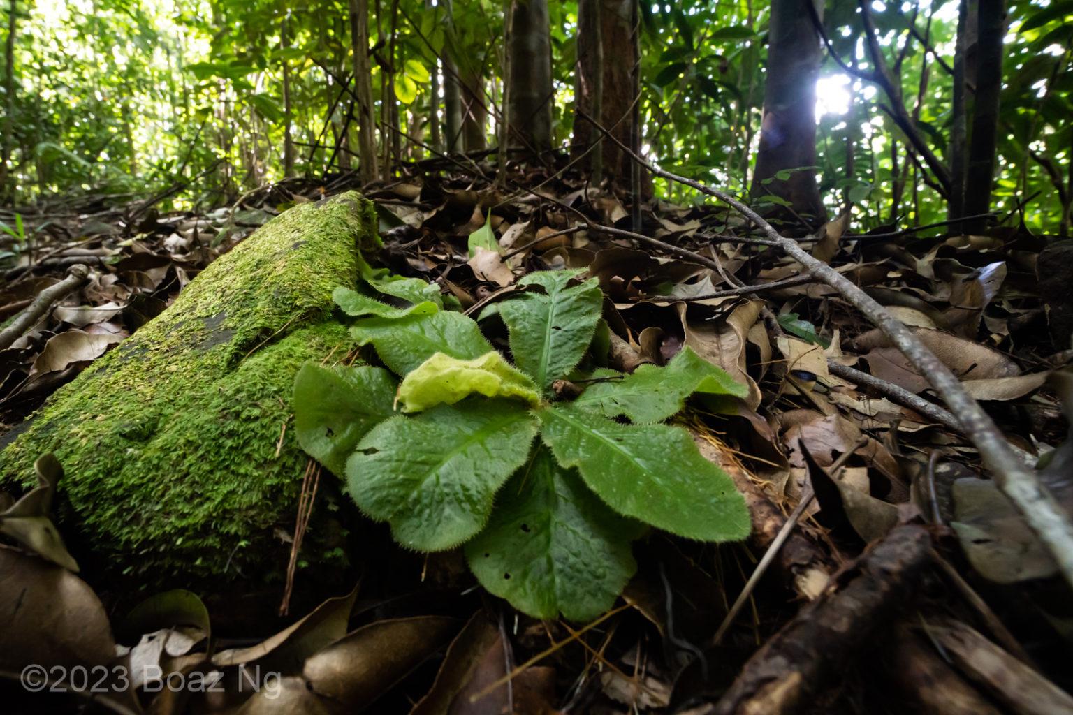 Drosera basifolia Species Profile - Fierce Flora