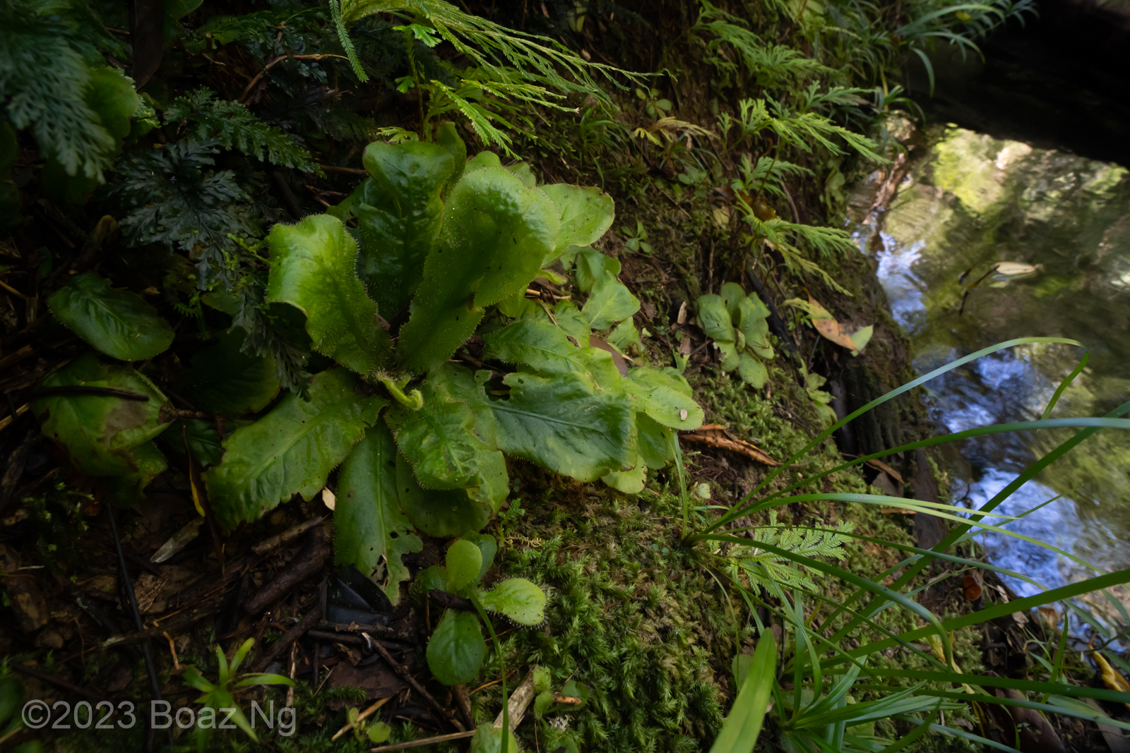 Habitat of Drosera schizandra - Fierce Flora