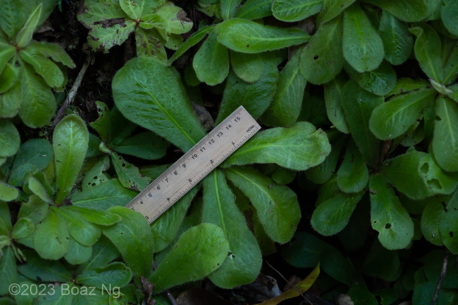 Habitat of Drosera schizandra - Fierce Flora