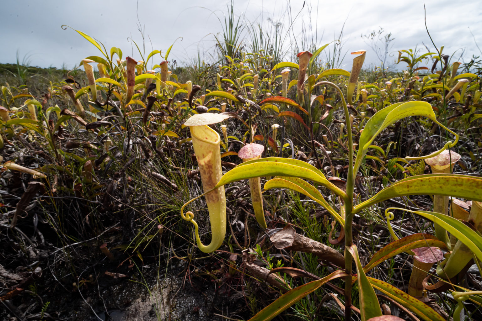 Unexpected Carnivorous Plant Discoveries on an Adventure to Cape York ...