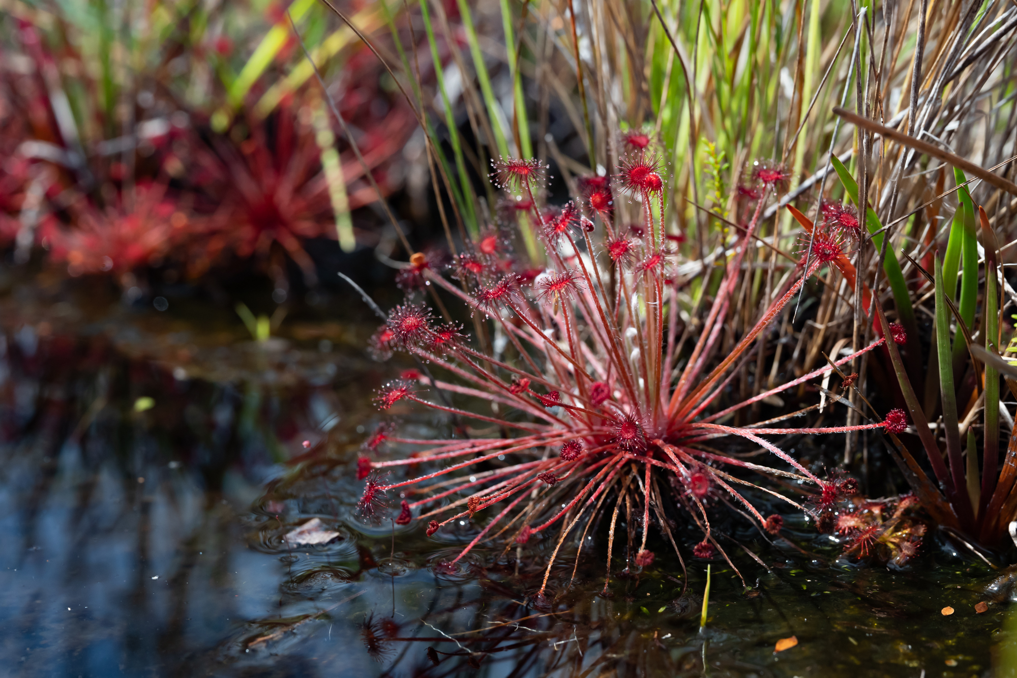 Unexpected Carnivorous Plant Discoveries on an Adventure to Cape York ...