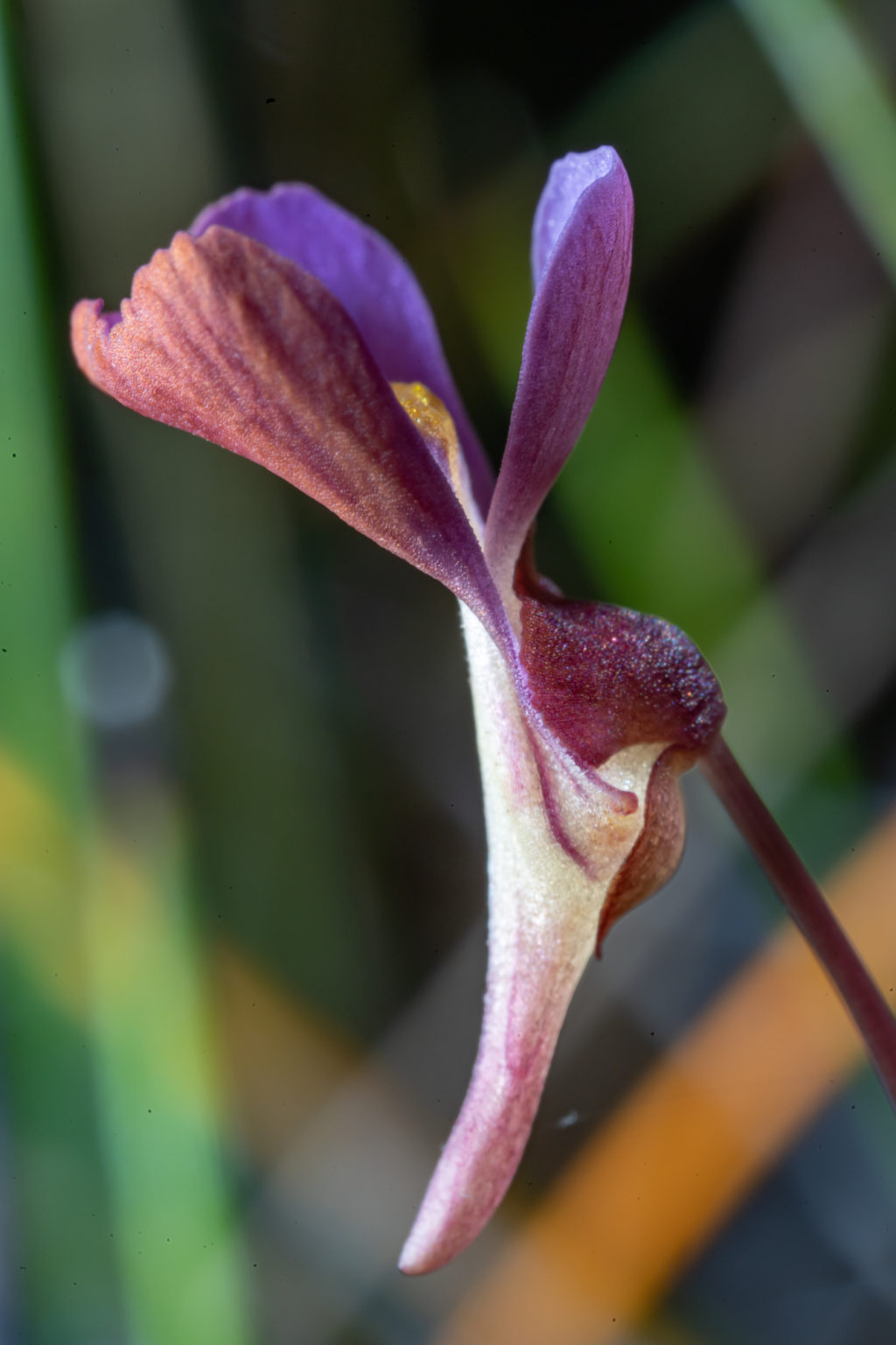 Unexpected Carnivorous Plant Discoveries on an Adventure to Cape York ...