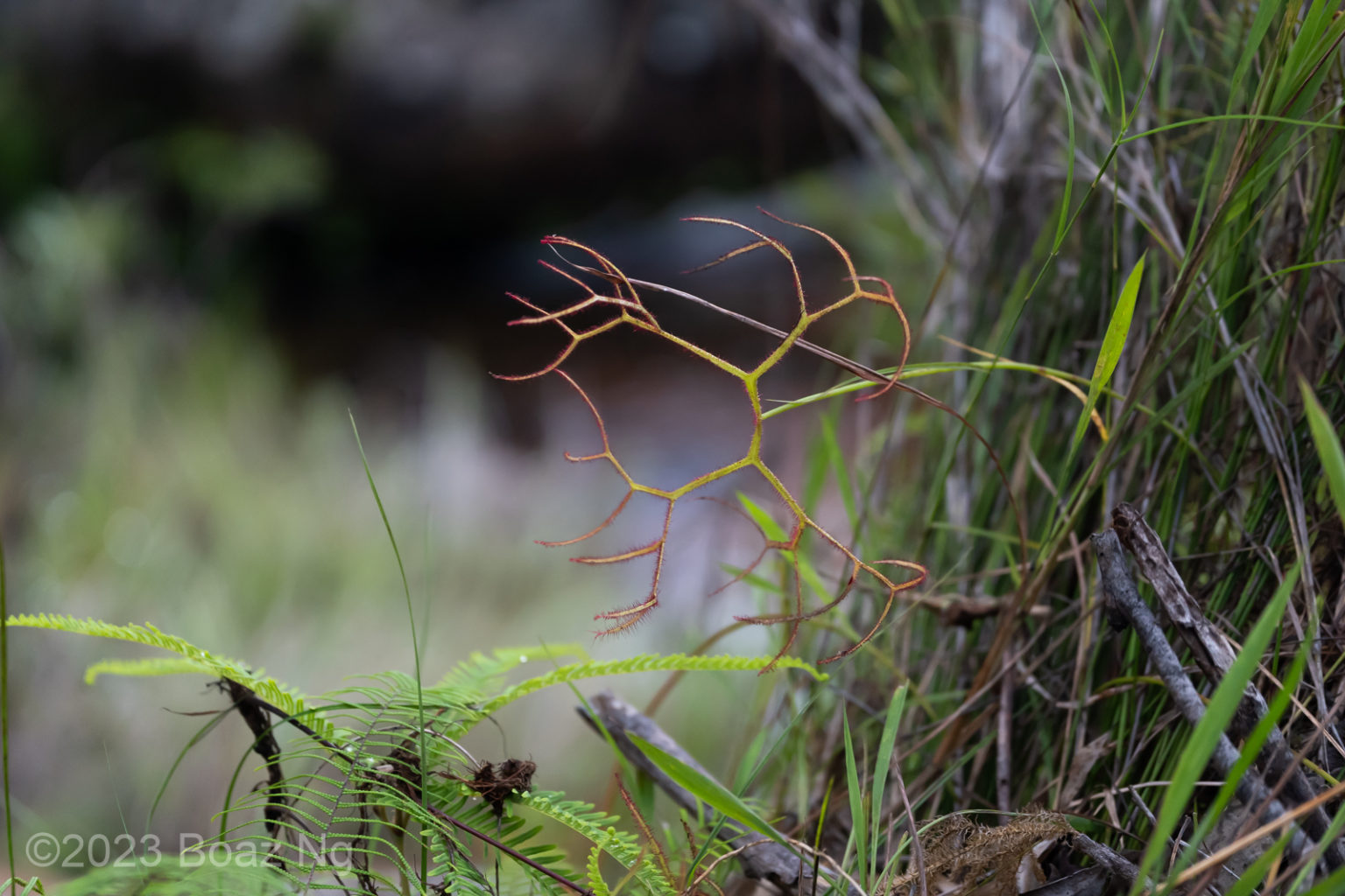 Drosera binata extrema in Queensland - Fierce Flora