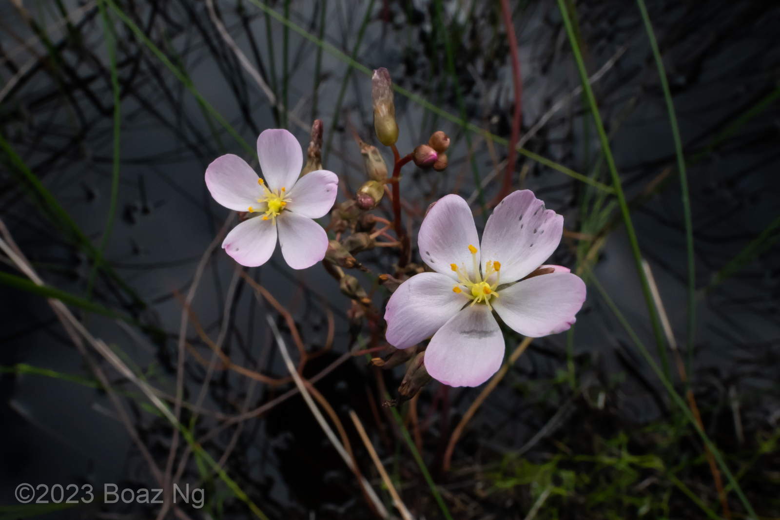 Drosera binata extrema in Queensland - Fierce Flora