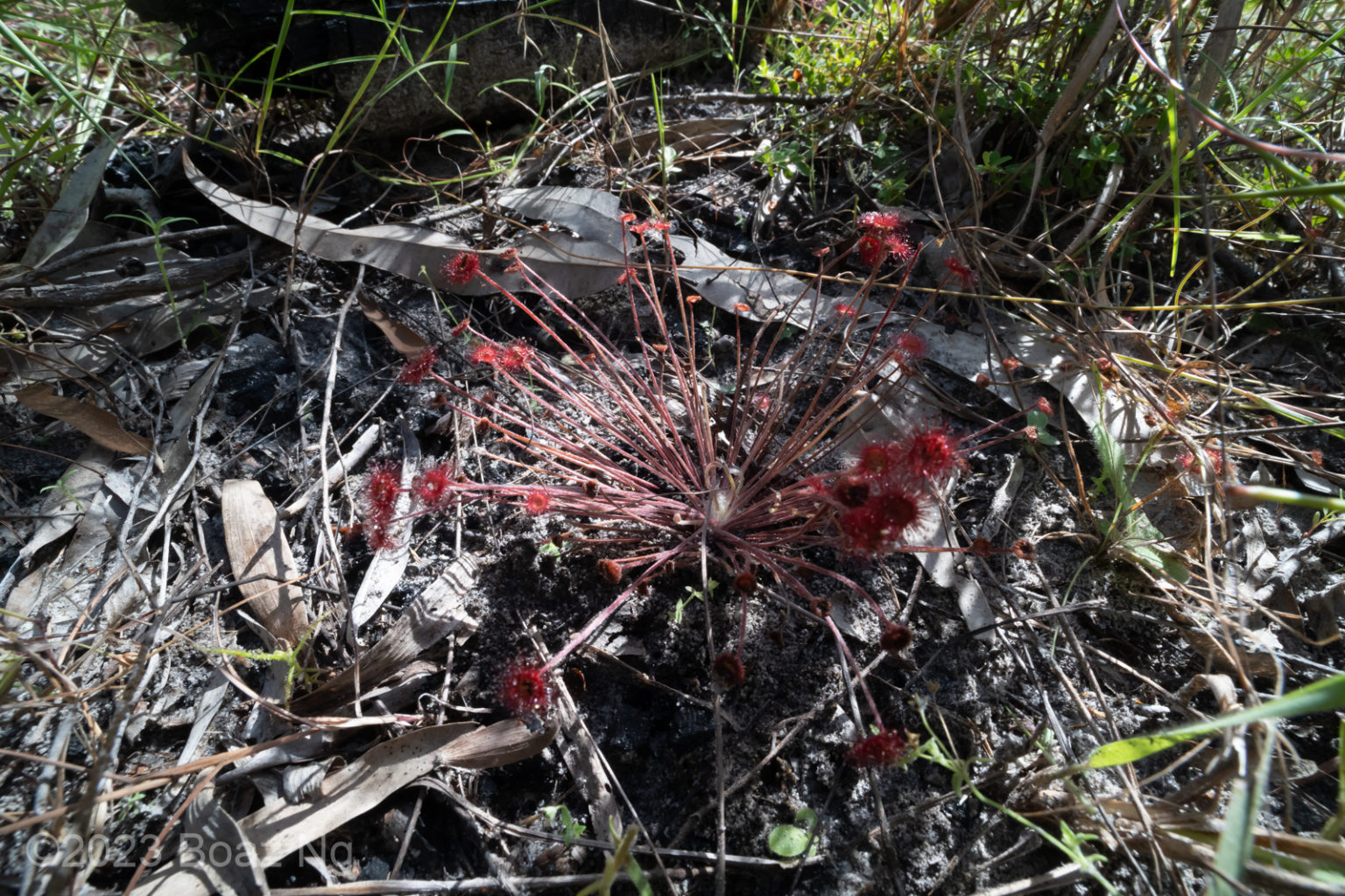 Carnivorous Plants of the Cape York Tropical Savannah - Fierce Flora