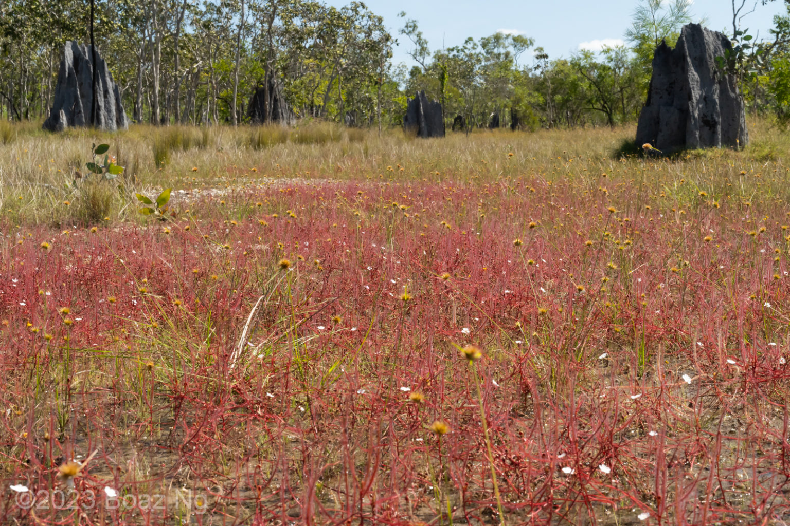 Carnivorous Plants of the Cape York Tropical Savannah - Fierce Flora
