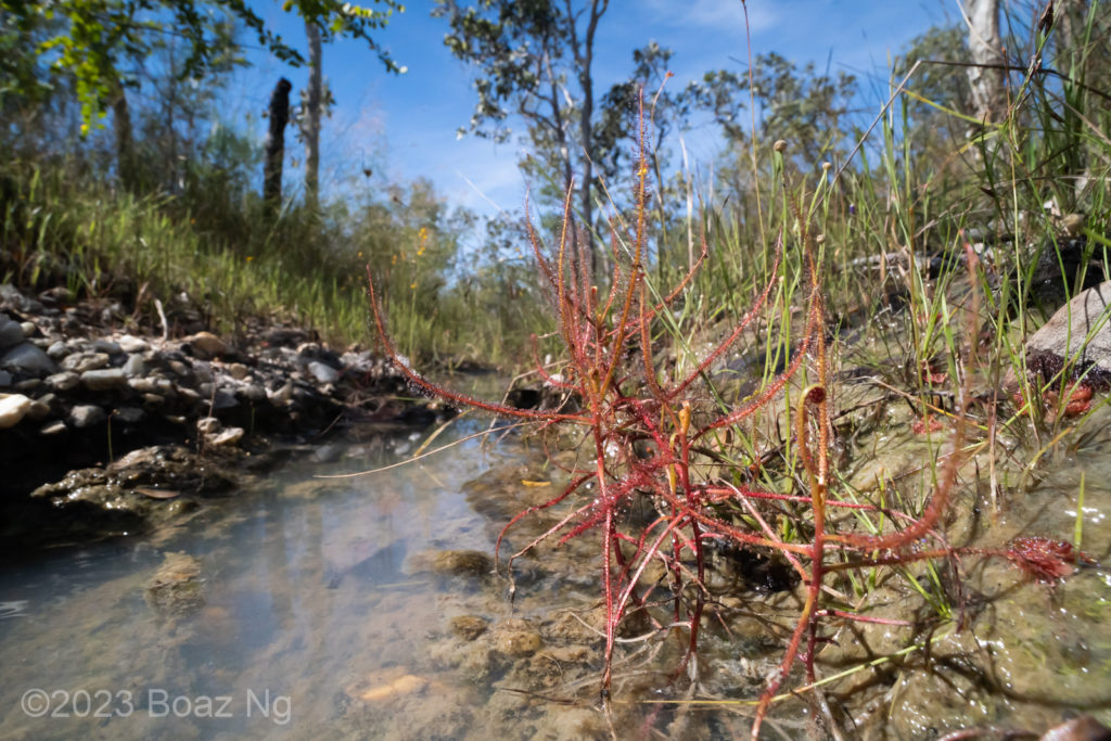 Giant Drosera binata in the Southern Highlands, NSW - Fierce Flora