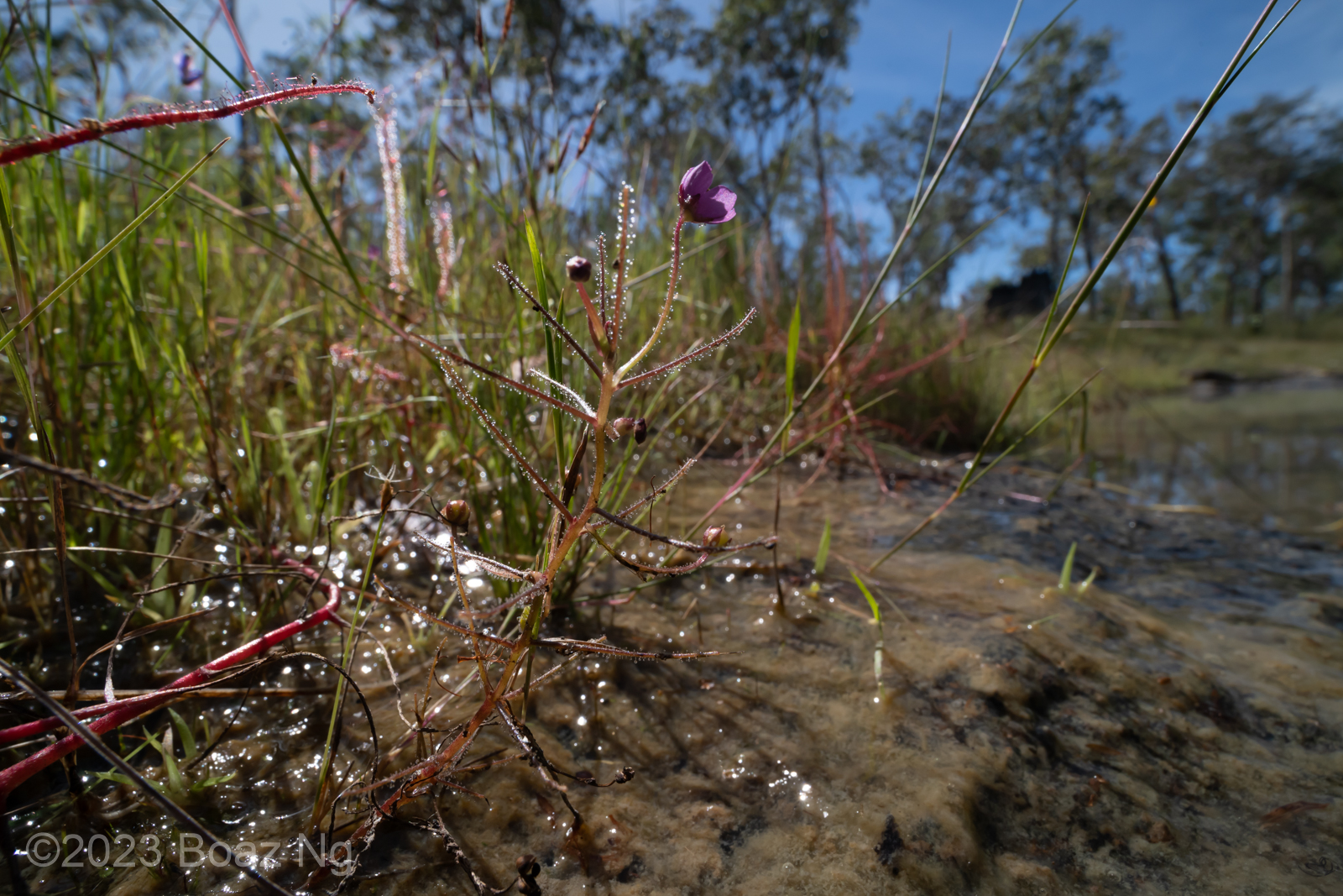 Carnivorous Plants of the Cape York Tropical Savannah - Fierce Flora