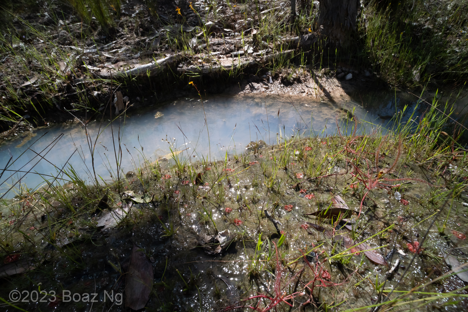 Carnivorous Plants of the Cape York Tropical Savannah - Fierce Flora
