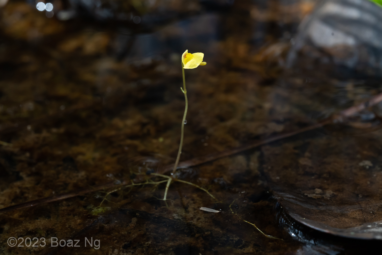 Utricularia adamsii Species Profile - Fierce Flora