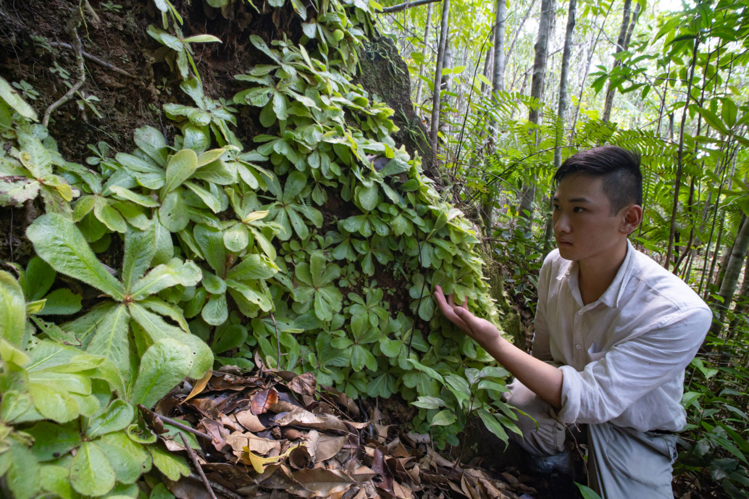 Unexpected Carnivorous Plant Discoveries on an Adventure to Cape York ...