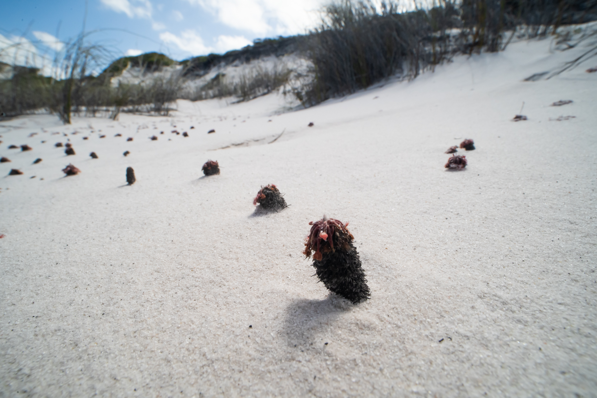 Unexpected Carnivorous Plant Discoveries on an Adventure to Cape York ...