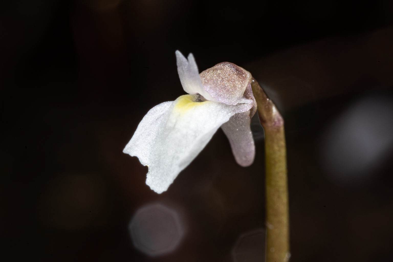 Unexpected Carnivorous Plant Discoveries on an Adventure to Cape York ...