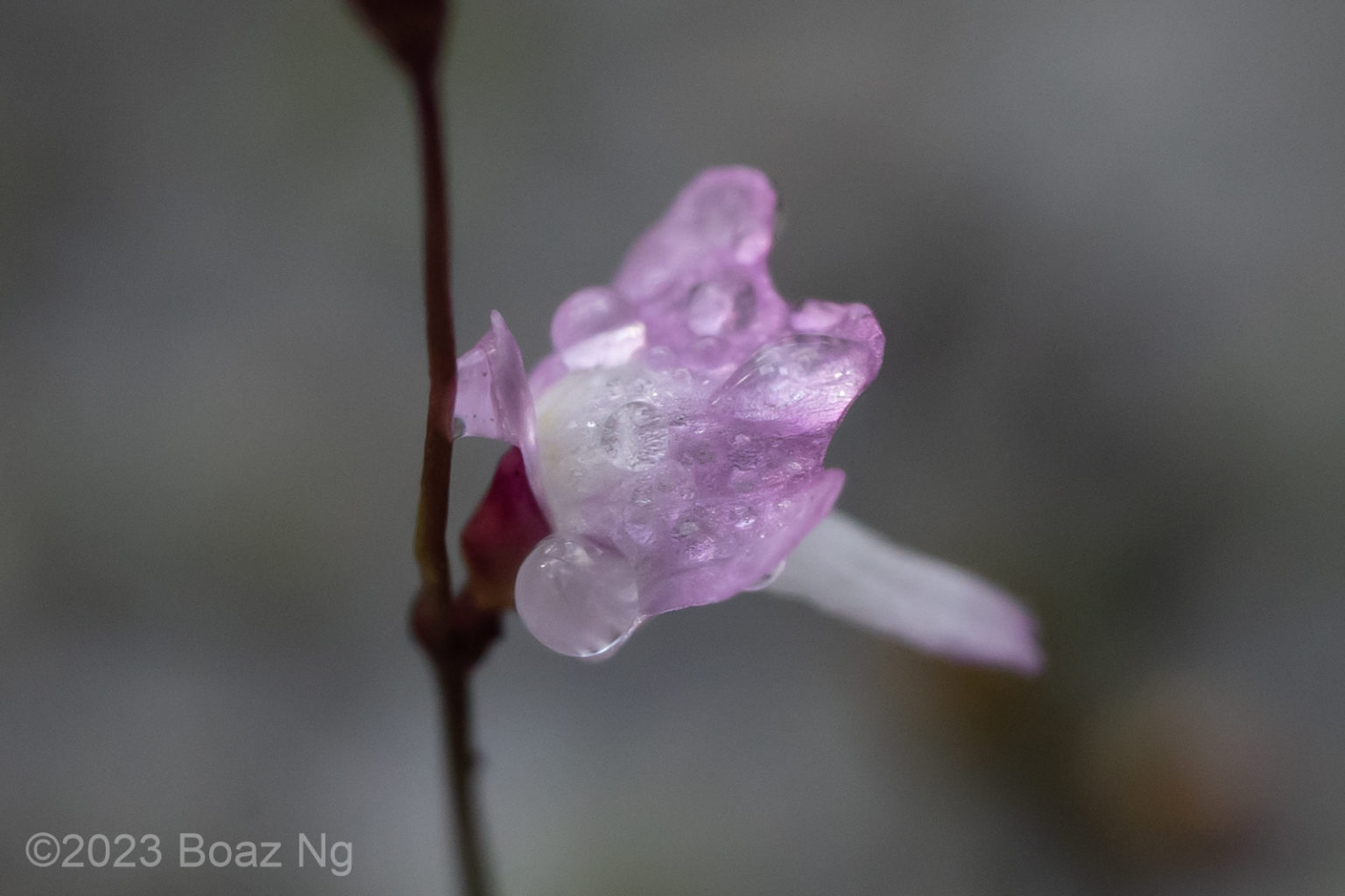 Comparing Utricularia geoffrayi and U. minutissima in Australia ...