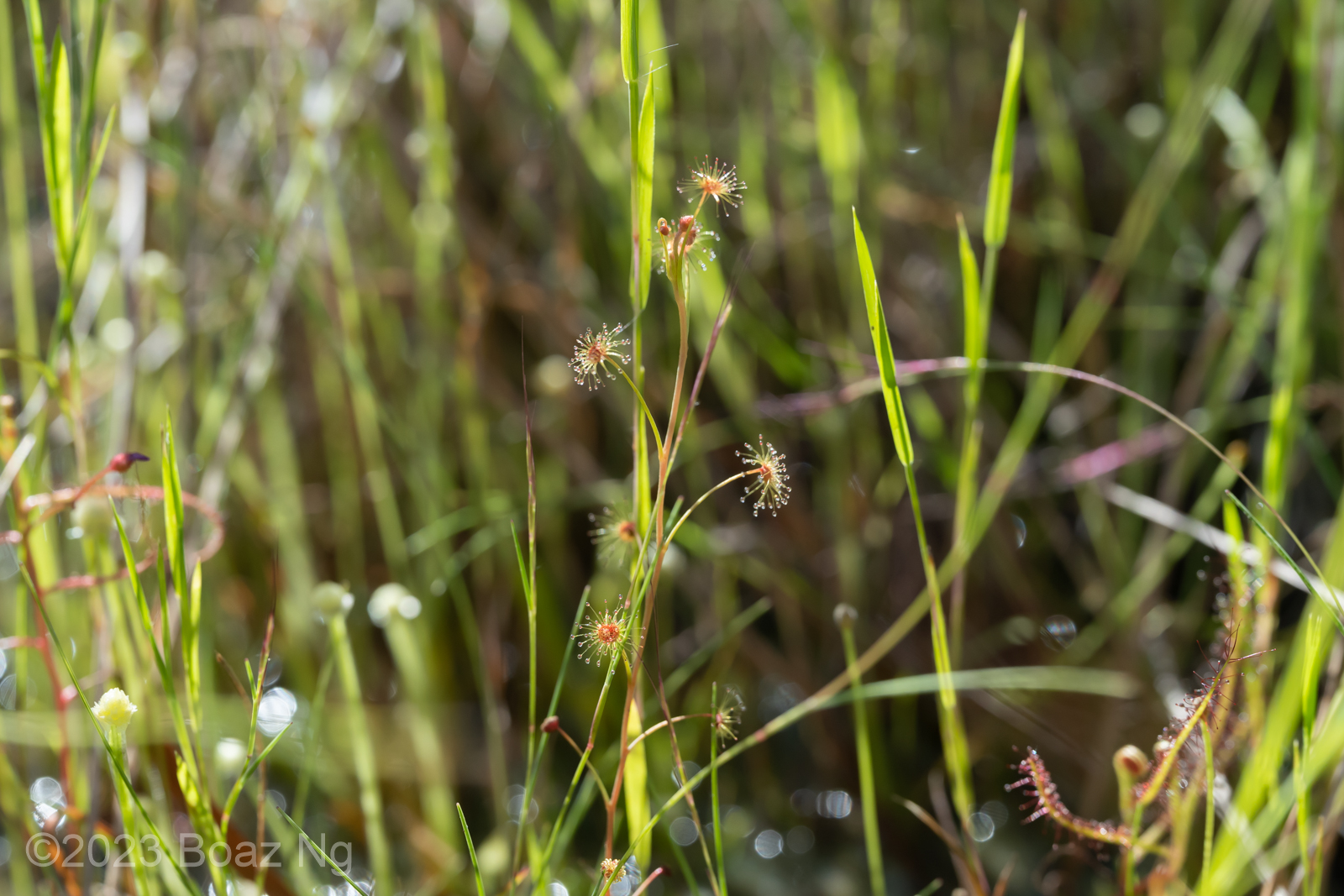 Carnivorous Plants of the Cape York Tropical Savannah - Fierce Flora
