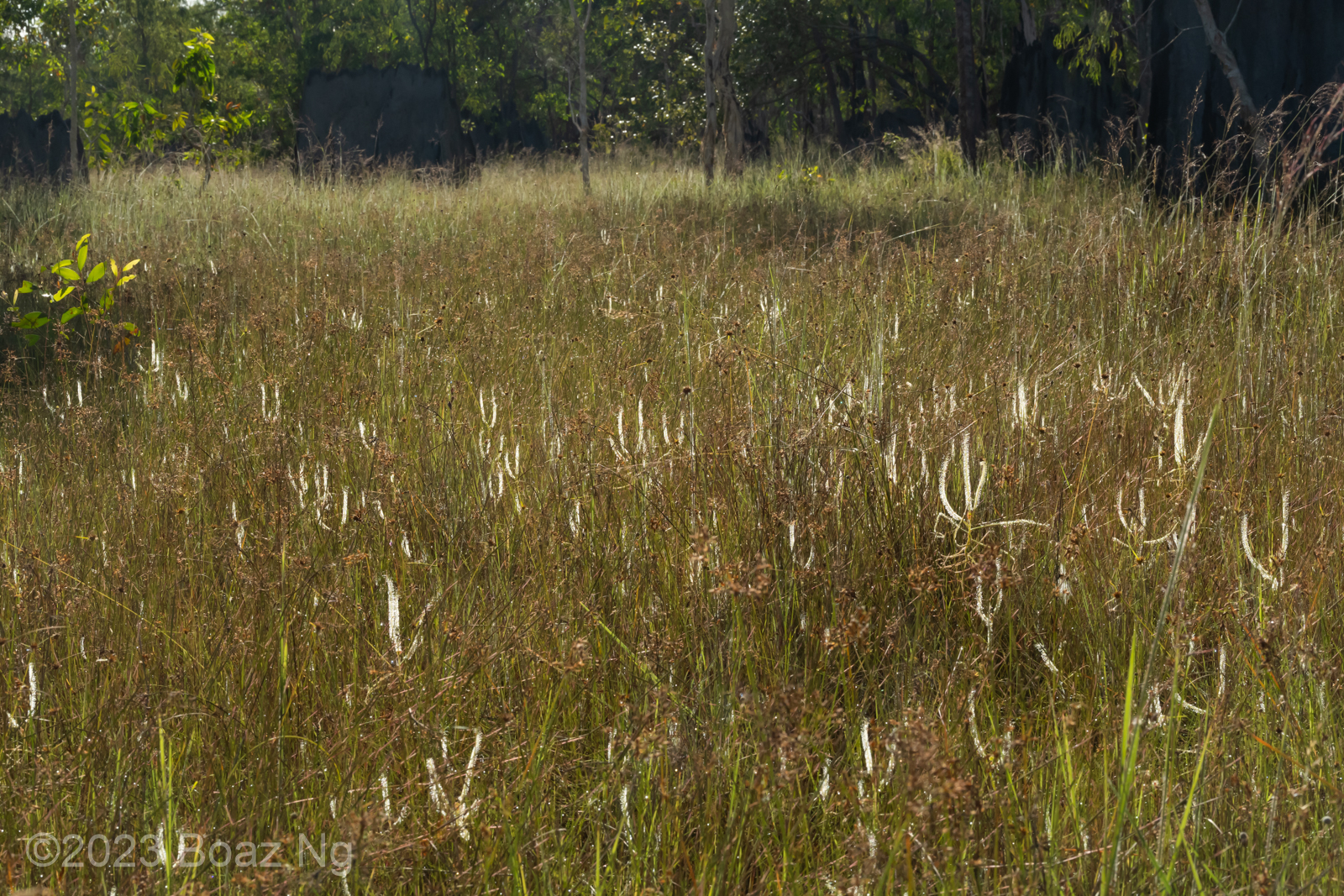Carnivorous Plants of the Cape York Tropical Savannah - Fierce Flora