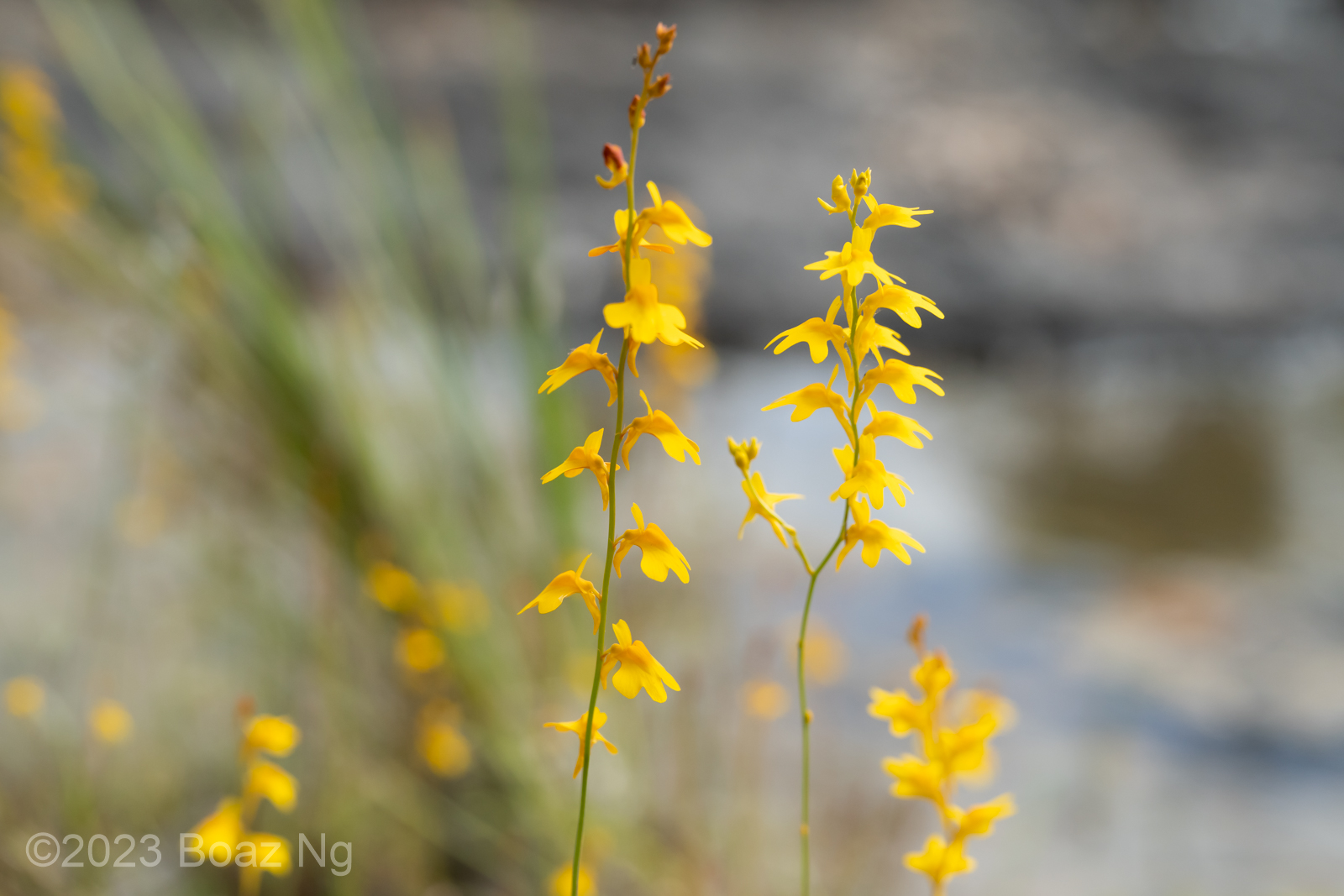 Carnivorous Plants of the Cape York Tropical Savannah - Fierce Flora