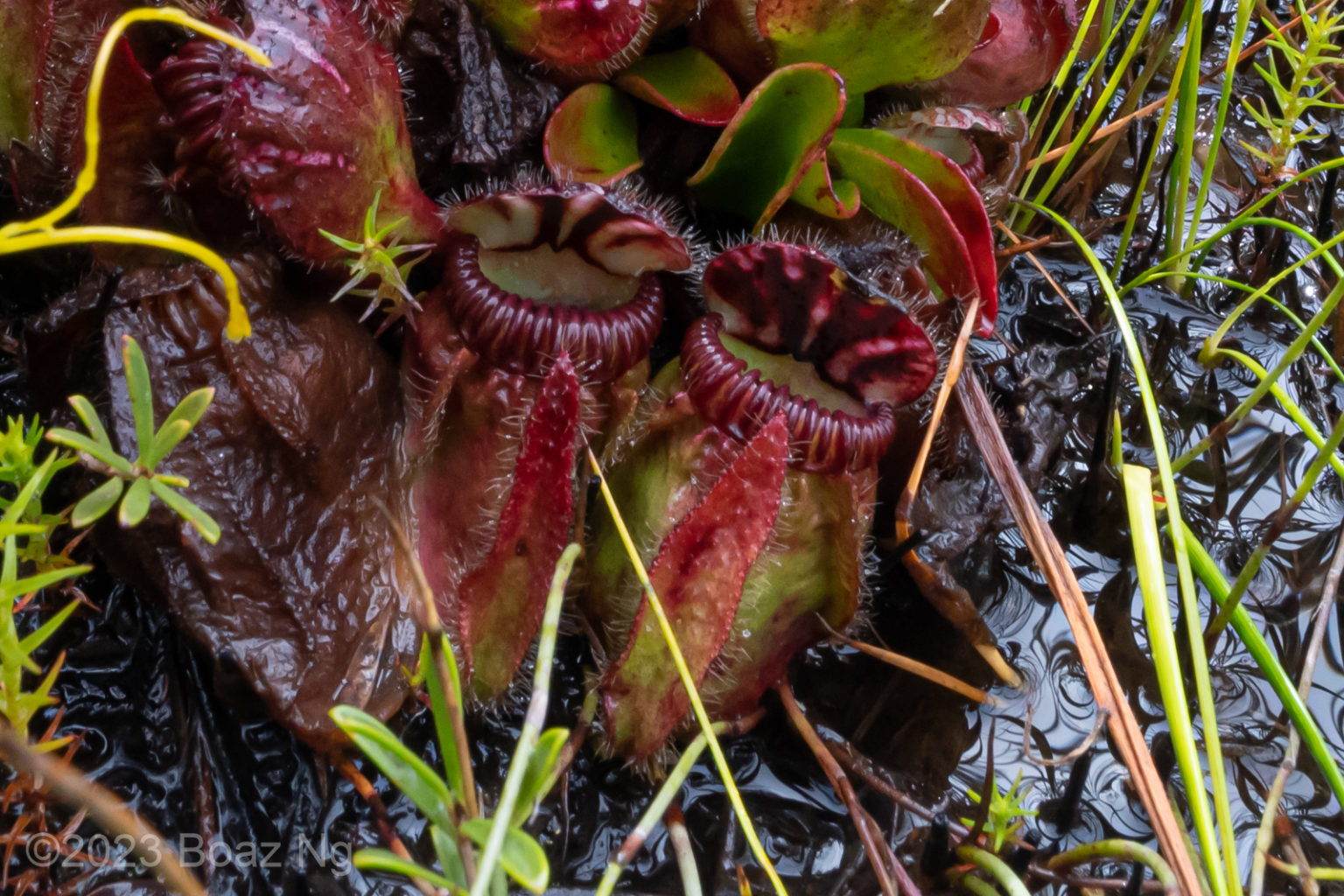 Morphological Variation in Cephalotus follicularis - Fierce Flora