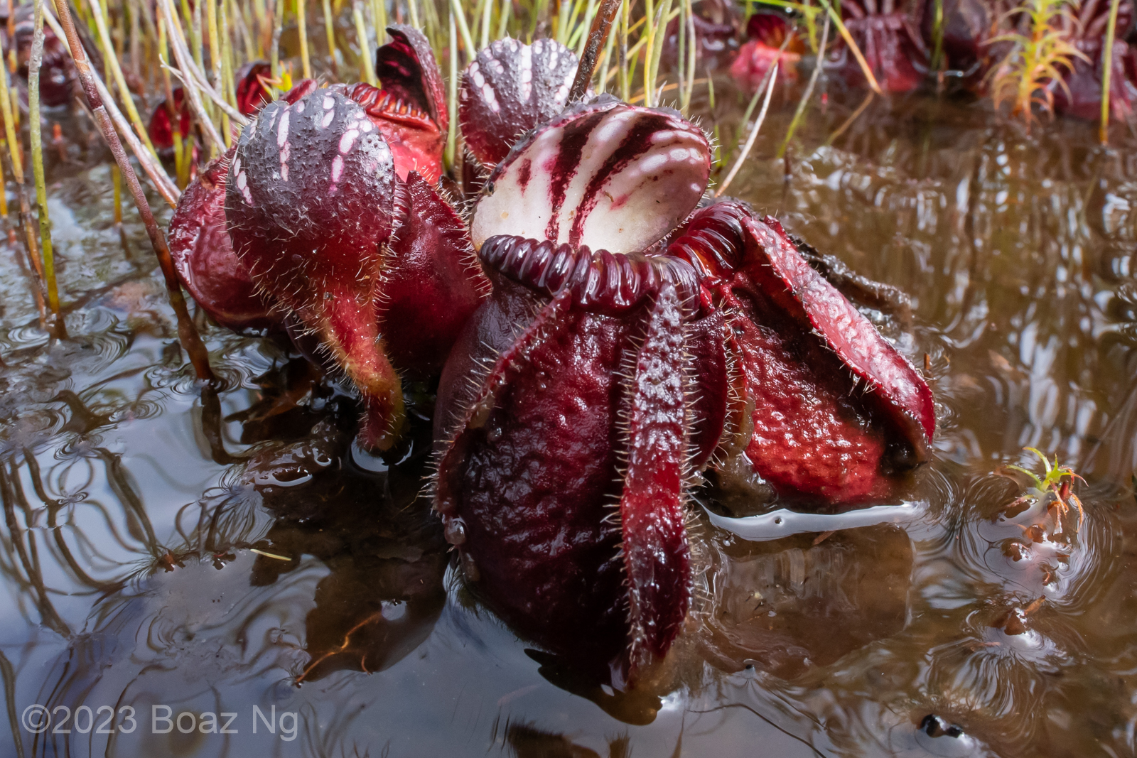 Morphological Variation in Cephalotus follicularis - Fierce Flora