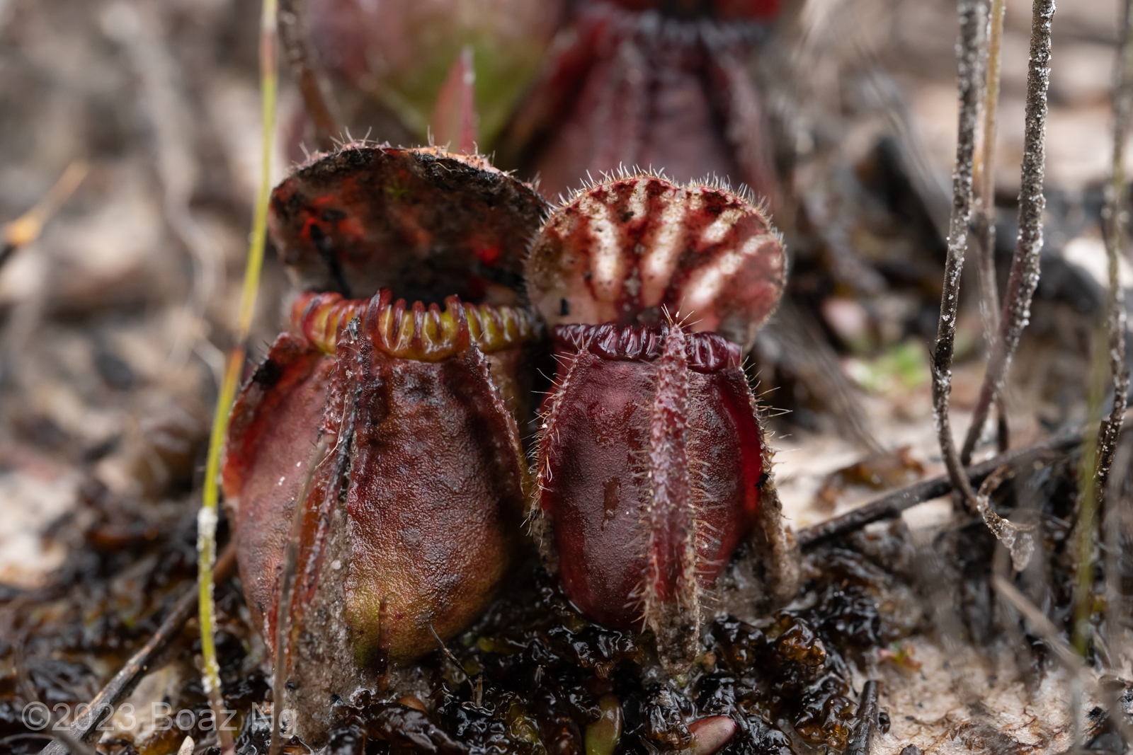 Morphological Variation in Cephalotus follicularis - Fierce Flora