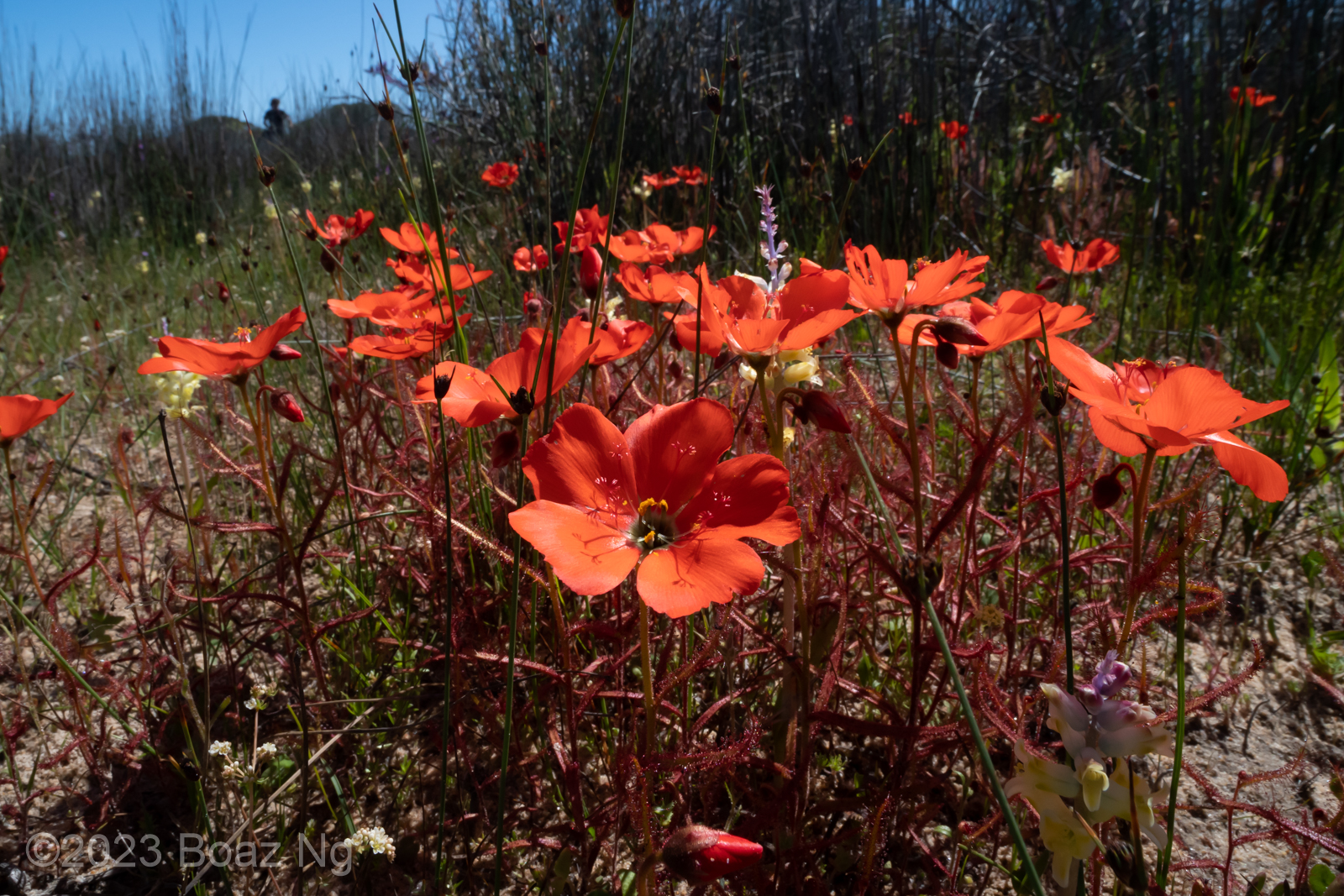 Drosera cistiflora species profile - Fierce Flora