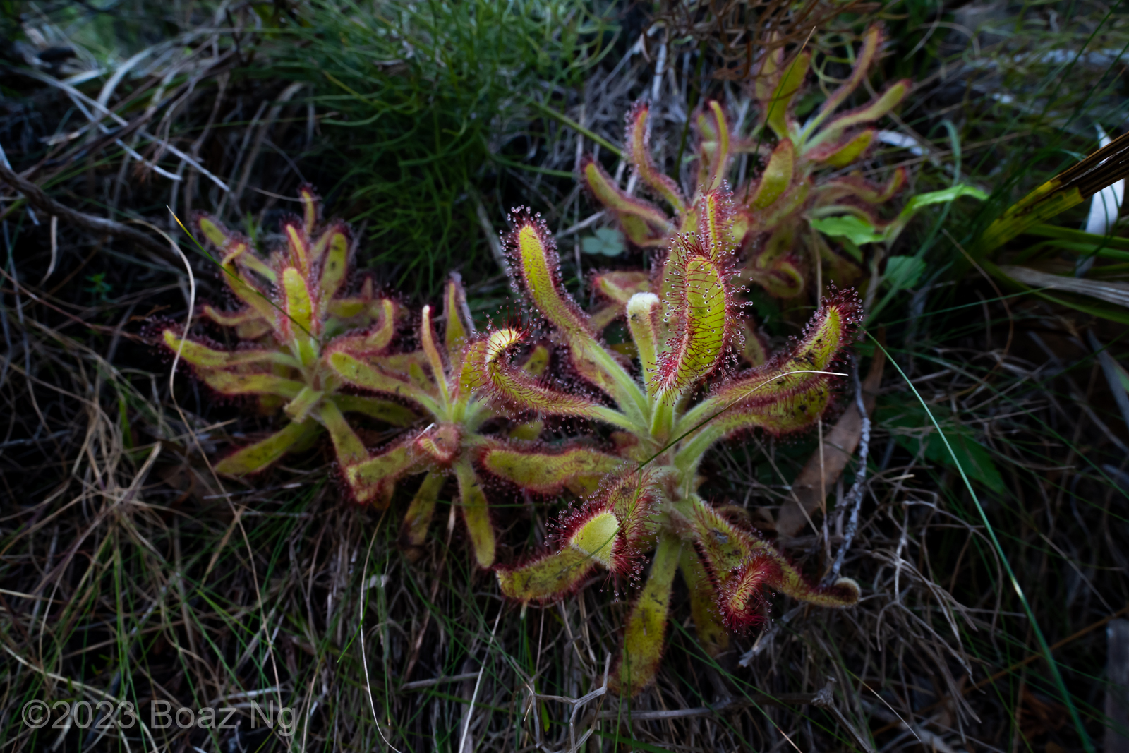 Drosera hilaris species profile - Fierce Flora