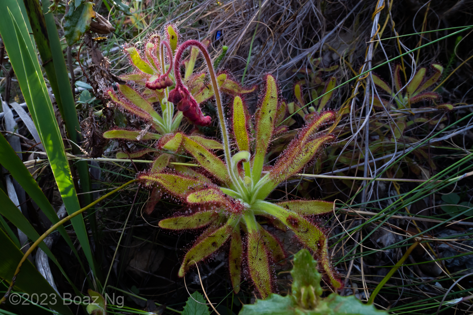 Drosera hilaris species profile - Fierce Flora