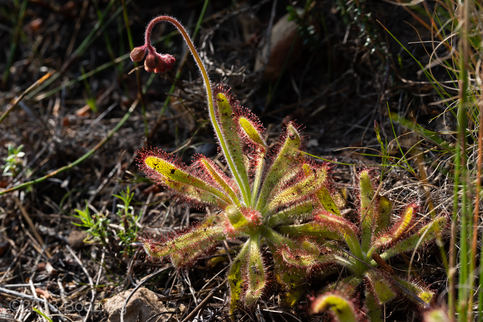 Drosera hilaris species profile - Fierce Flora